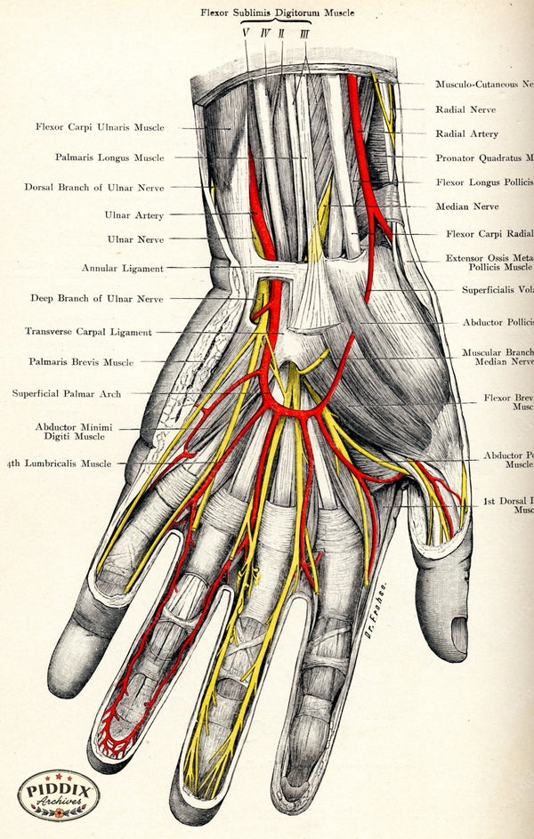 Pdxc7208 Human Anatomy Hand Piddix