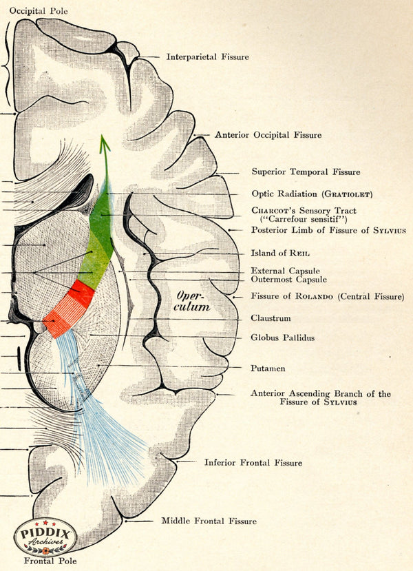 PDXC7198 -- Human Anatomy Brain - piddix
