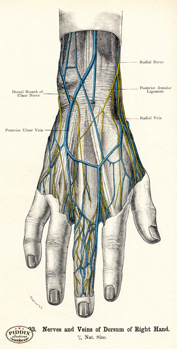 PDXC7207 -- Human Anatomy Right Hand - piddix