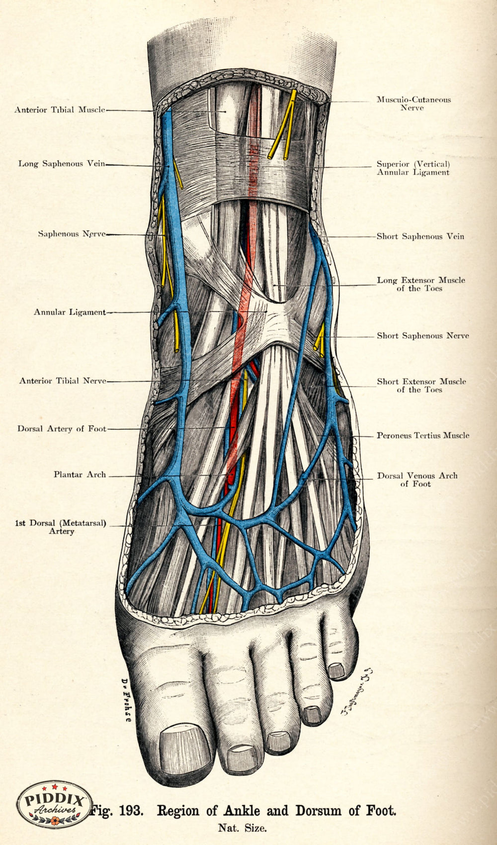 Pdxc7215 Human Anatomy Male Lower Limb Anterior Piddix