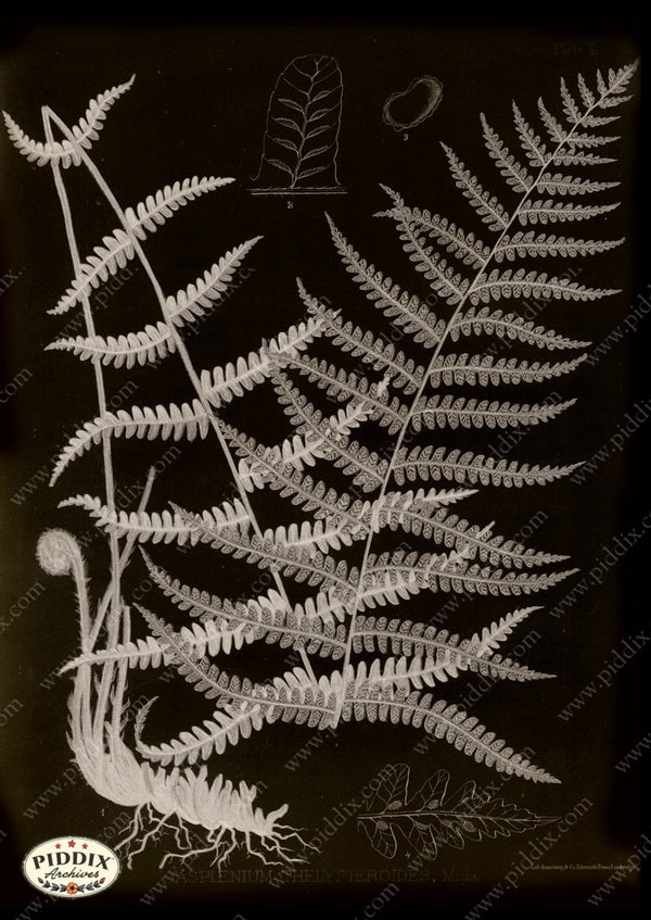 PDXC16449b -- X-ray Ferns - piddix