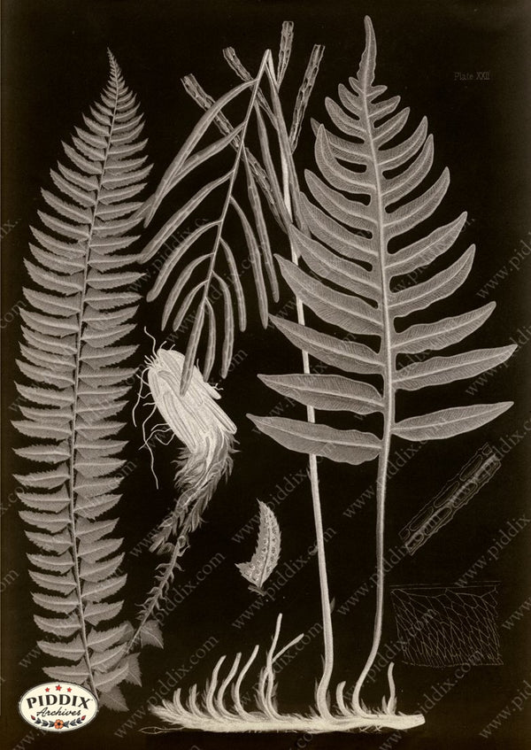 PDXC16452b -- X-ray Ferns - piddix