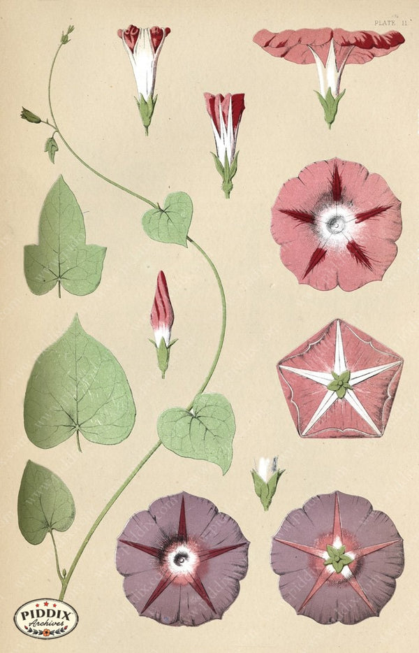 Flower Diagrams Tagged "purple" - piddix